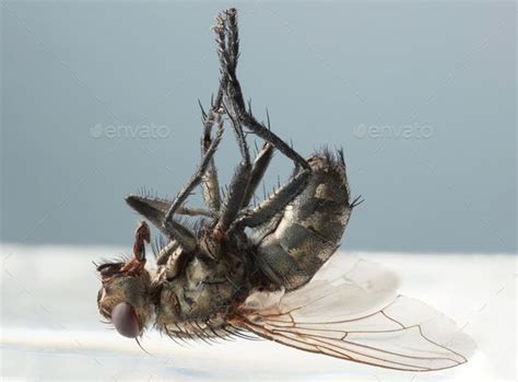 Dead Fly Macro Photography