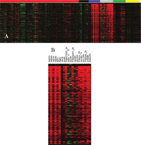 A Fuzzy K Means Clustering Detail A Genes Induced By Mamps For The
