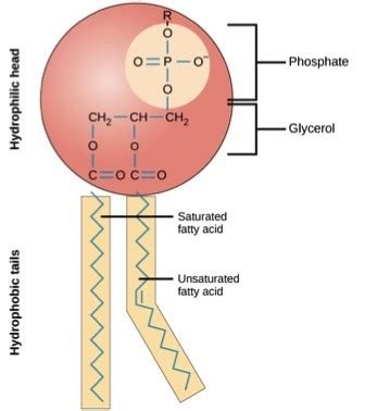 What Are Lipids Structure Function Expii