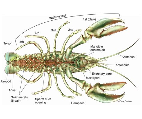 Crayfish Reproductive System Diagram