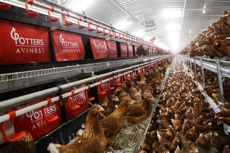 Open Aviary Potters Poultry International