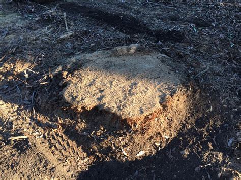 Ace Stump Grinding Terrigal Nsw