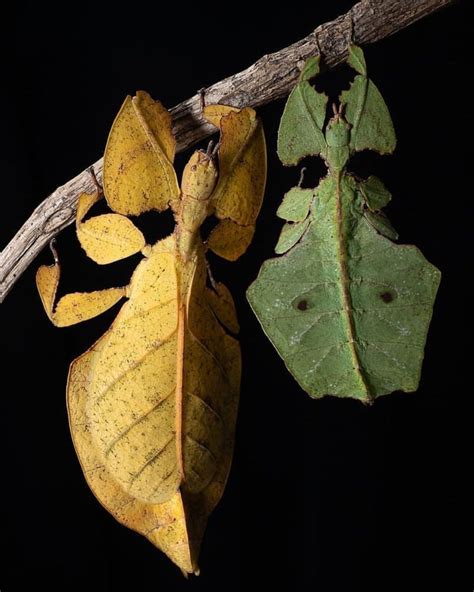 The Fascinating World Of Leaf Insects 7 Intriguing Facts Revealed And