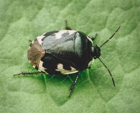 Pied Shieldbug Naturespot