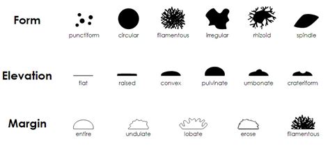 How Are Bacteria Classified Food Science Toolbox
