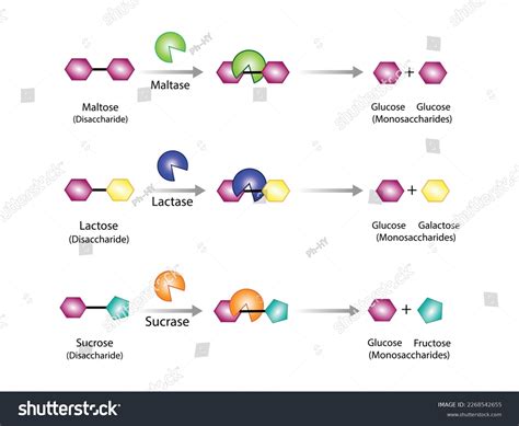 Carbohydrates Digestion Maltase Sucrase Lactase Enzymes Stock Vector