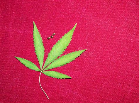 Cannabis Leaf With Seeds On Red Background Stock Image Image Of Ganja Weed 208909587