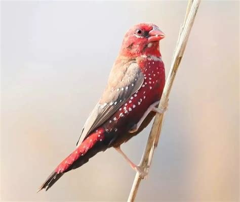 Indias Feathered Jewels Experts Guide To Birdwatching In India
