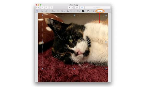 Crop A Picture In Mac With Ways Previews Photos And CapCut