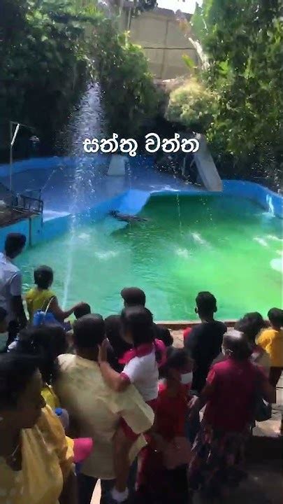 සත්තු වත්ත Youtube