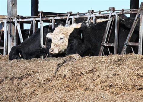 Polluted Michigan Farm Could Offer Solutions For Pfas In Food Supply
