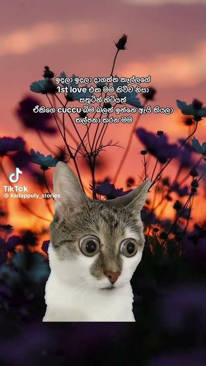 ඕන් ඕක තමා ප්‍රස්නේ Subscribe Shorts Srilanka Tiktok Viralvideo Girl Funny Cat Youtube