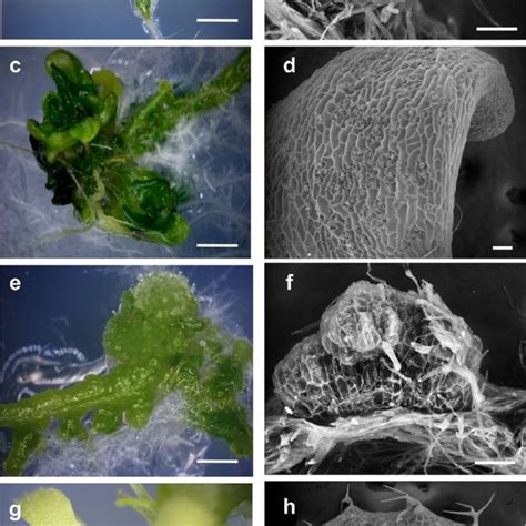 Plant Regeneration Of The Roots Of Whole Seedlings A D And Root