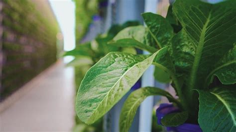 Deep Flow Technique Dft How Hydroponics Work Eden Green