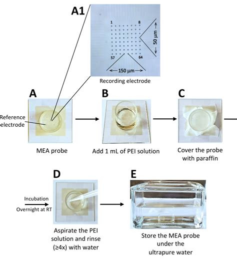Vidéo Enregistrement Par Réseau De Microélectrodes De La Vitesse De Décharge Du Nœud Sino