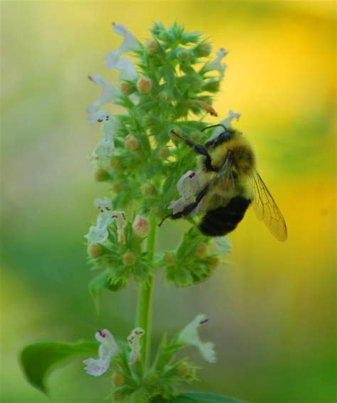 Catnip Vs Catmint Key Differences Explained