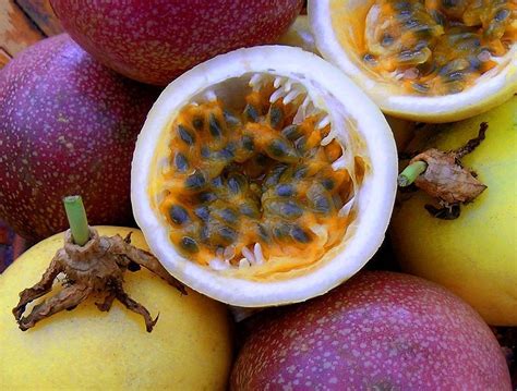 Best Passion Fruit Varieties To Farm In 2024 Agricultural Solution Center