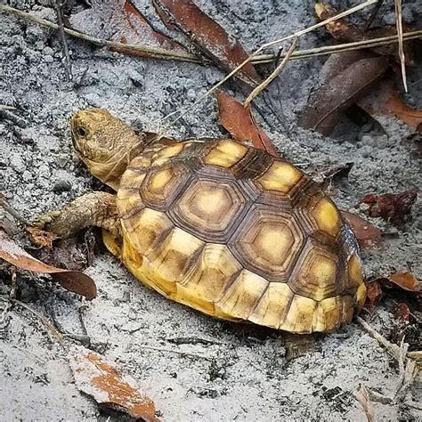Happy Gopher Tortoise Owls Nest Sanctuary For Wildlife Happy Gopher Tortoise Owls Nest Sanctuary For Wildlife