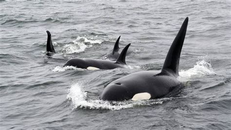 Noaa Expands Killer Whale Habitat Protections To Monterey Bay Area