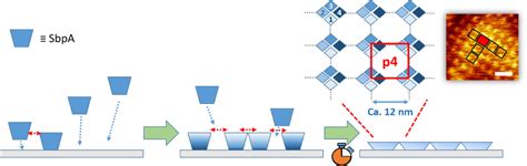 Bjnano Impact Of Surface Wettability On S Layer Recrystallization A Real Time