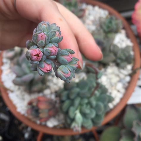 x Pachyveria Clavifolia, Pachyveria Clavifolia - uploaded by @CraftTeaFox