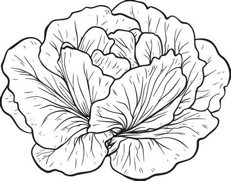 Lettuce Outline Black Illustration 55854324 Vector Art At Vecteezy