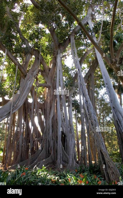 Ficus Macrophylla Subsp Columnaris Lord Howe Island Banyan