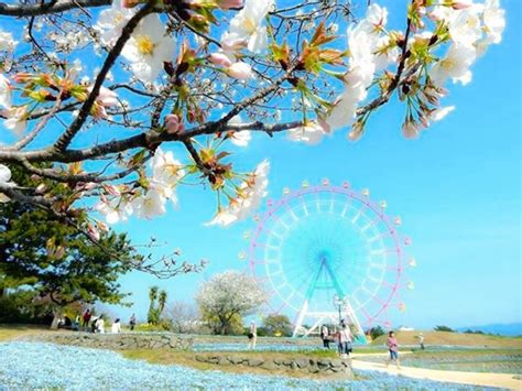 観覧車と桜 By Monsiroyou （id：4342820） 写真共有サイトphotohito