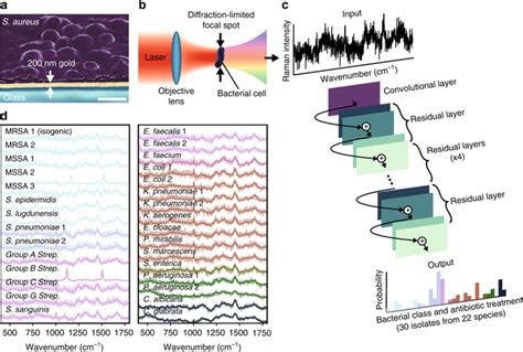 使用拉曼光谱和深度学习快速鉴定致病细菌。 Nature Communications X Mol