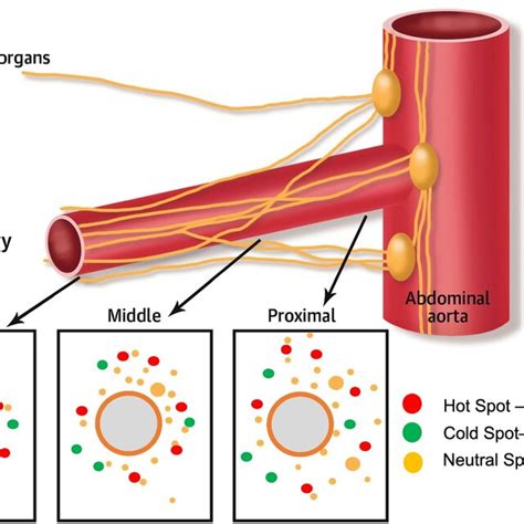 Theoretical Framework For Selective Vs Global Rdn Red Linesdots