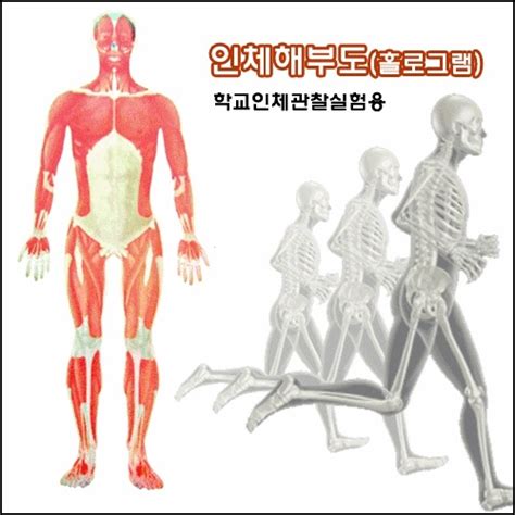 인체해부도홀로그램 한샘과학