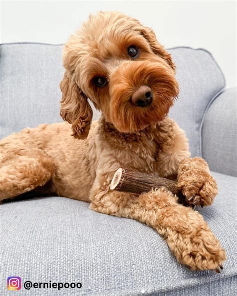 Cocker Spaniel Poodle Mix The No1 Cockapoo Guide The Puppy Mag