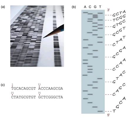 How Autoradiograph Reads Dna Sequence Qusay Al Maghayerh Posted On The Topic Linkedin