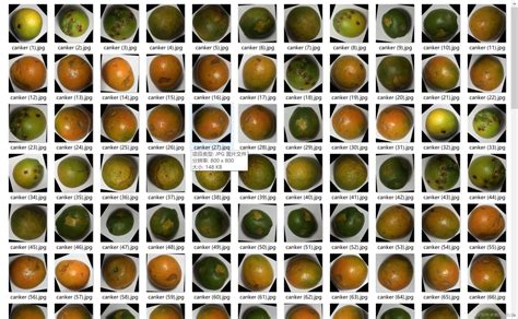 深度学习数据集水果数据集大合集 哔哩哔哩