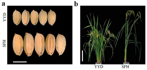 Dissecting The Genetic Basis Of Yield Traits And Validation Of A Novel Quantitative Trait Locus