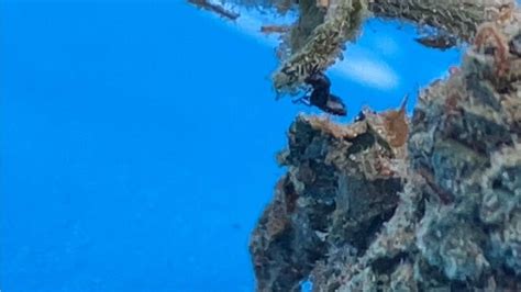 Infinity Gmo Multiple Dead Bugs Rbostontreeparty