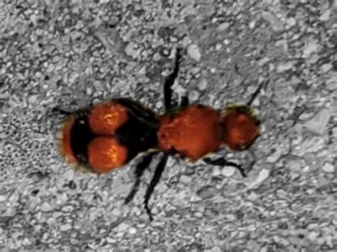 Red Velvet Ant Dasymutilla Occidentalis Fort Haven Homestead
