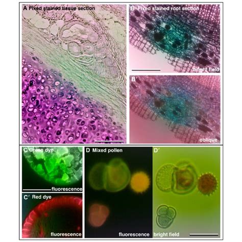 increasing contrast with colour and fluorescence imaging a fixed and