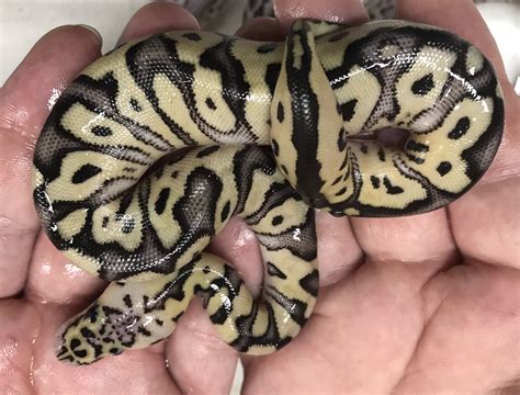 Finally Starting To Hatch Babies Ball Pythons Morphmarket Reptile Finally Starting To Hatch Babies Ball Pythons Morphmarket Reptile