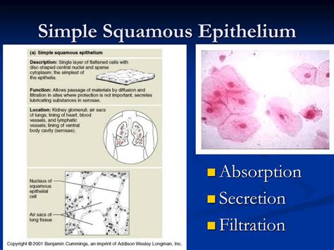 Ppt Simple Squamous Epithelium Powerpoint Presentation Free Download Id 653114