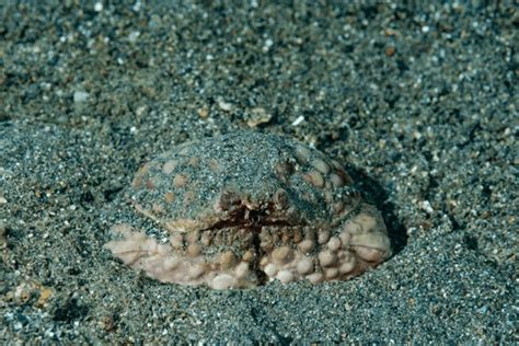 10 Calappa Crab Calappa Sp Royalty Free Photos And Stock Images