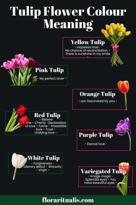 Discover The Meaning Behind Tulip Flower Colors