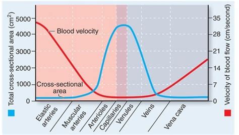 Total Cross Sectional Area Of Capillaries