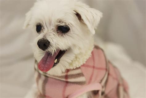 잠실 2018 0957 시베리안허스키 비숑분양가 포메 그레이하운드분양 광주애견샵 폼스키 유기견무료입양 위례강아지분양 강아지무료분양 고양이무료분양 도그마루 보호소