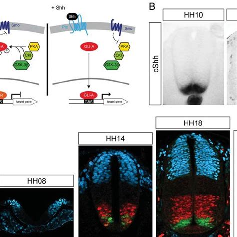 Graded Sonic Hedgehog Signaling Governs Ventral Patterning Of Neural Download Scientific