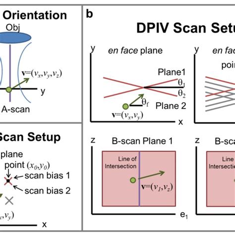In Vivo Demonstration Of Directional Dls Oct Protocol In X Laevis