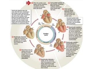 Heart Structure And Cardiac Cycle Pptx