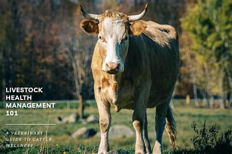 Livestock Health Management 101 🐄 A Veterinary Guide To Cattle Wellness Bdvets