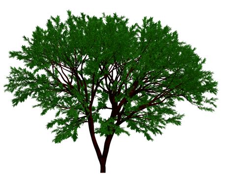 Tree Sprite 3 Free Photos On