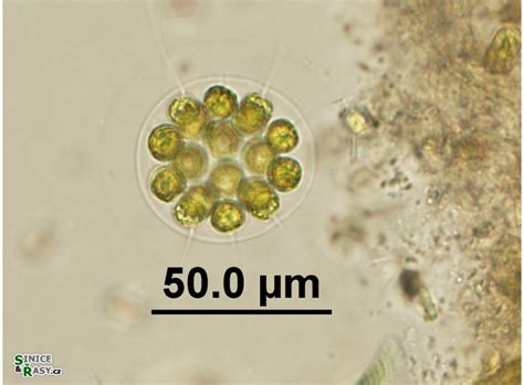 Eudorina Elegans Galerie